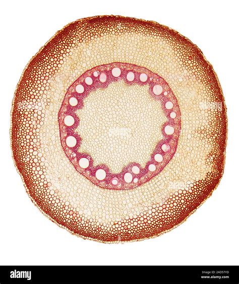 Monocot Root Vascular Arrangement Light Micrograph Lm Of A Section Of A Monocot Root In