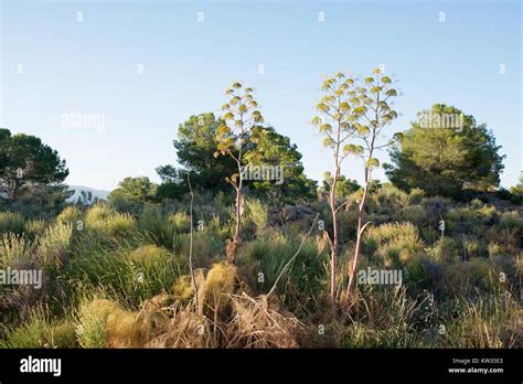The Landscape Of Trees Near Pinoso Alicante Spain Stock Photo Alamy
