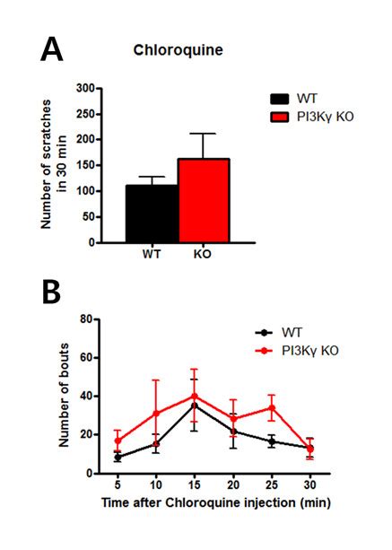 Similar Scratch Levels In Chloroquine Induced Itch A No Significant