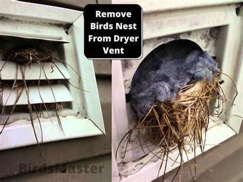 How To Remove Birds Nest From Dryer Vent Birds Masters