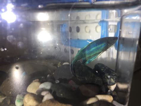 可以幫我看看我的鬥魚是不是生病嗎覺得牠的頭部和鰭怪怪的 寵物板 Dcard