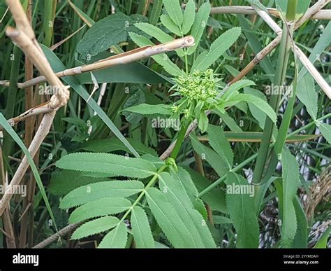 Greater Water Parsnip Sium Latifolium Stock Photo Alamy