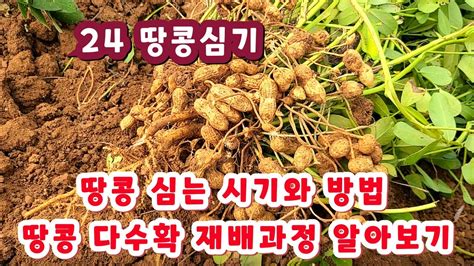 24년 직파로 땅콩 심기 땅콩 다수확 밭만들기부터 수확까지 땅콩심는 시기와 방법 재배과정 알아보기 Youtube