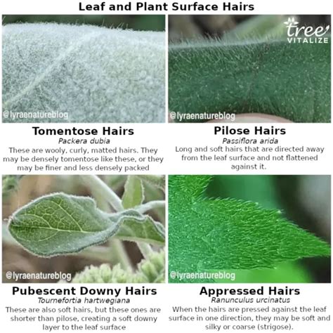 Different Types Of Aspen Trees Their Identifying Features