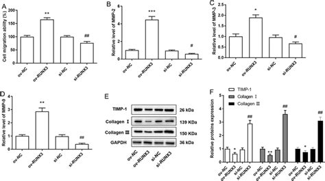 Effect Of Runx3 Overexpression And Inhibition On Cell Migration And