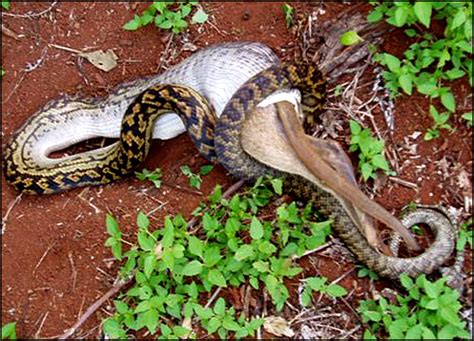 Python Eating Kangaroo
