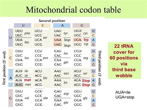 Genome Organisation In Eukaryotes