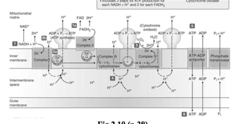 Nadh Nad Fadh Fad Flashcards Quizlet
