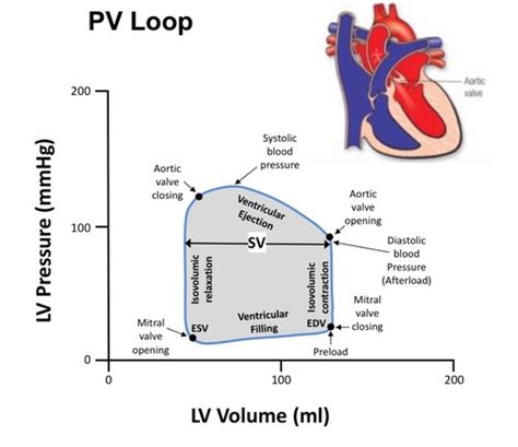 Physio Lecture Flashcards Quizlet
