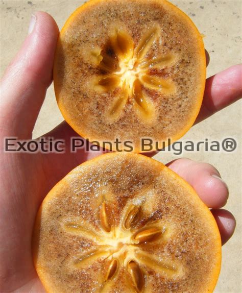 Persimmon Coffeecake™ Nishimura Wase