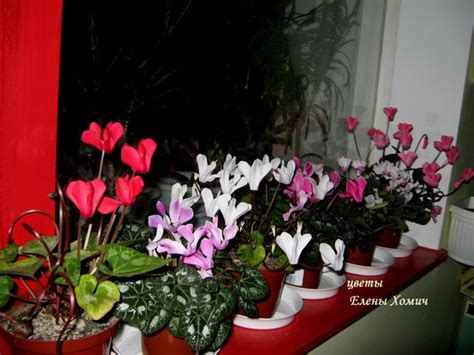 цикламены мини – Клуб любителей комнатных растений, пользователь Елена ...