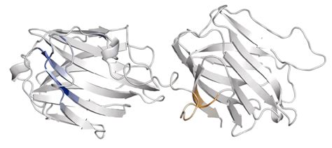 Fig S12 Most Frequent Contacts Between The Peptide Linker And