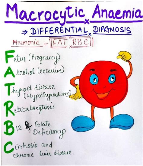 Macrocytic Anaemia Causes And Mnemonic Fat Rbc Differential Diagnosis