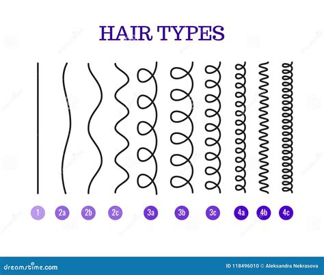 Vector Illustration Of A Hair Types Chart Displaying All Types And Labeled Stock Vector