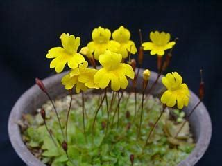 アルムのフォトギャラリー Scrophulariaceae ゴマノハグサ科