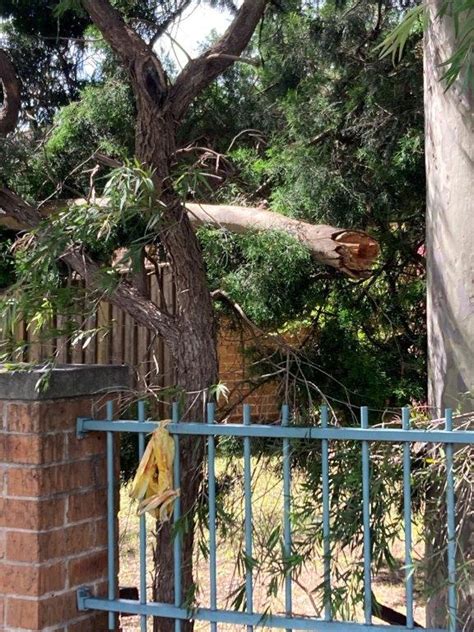 Emergency Storm Damaged Tree Works Travers Bushfire Ecology