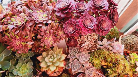 새로온 아가들 소개해봅니다 다육식물 베란다다육 초보다육맘 다육키우기だ肉植物だにくしょくぶつ Youtube