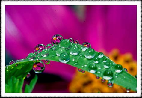 풀잎에 맺힌 이슬 오마이포토