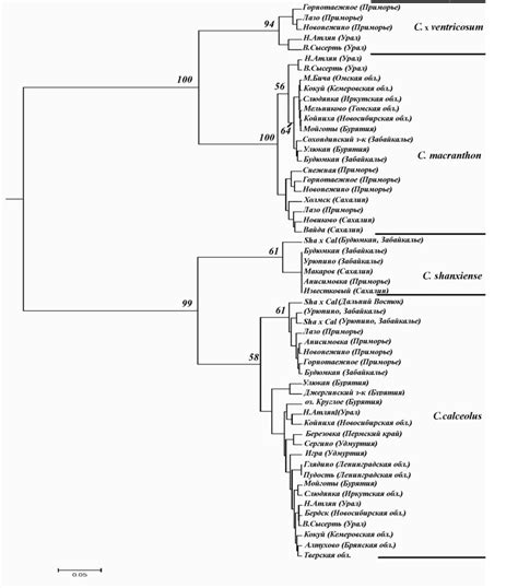 The Upgma Dendrogram Based On The Genetic Distance Da According To The Download Scientific