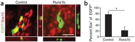 Runx1b Expressing Cells Lose Sox10 Expressiona Images Showing