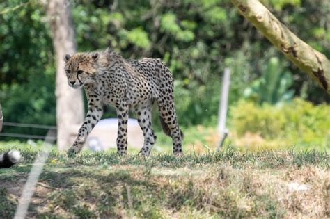 Premium Photo Tiger In Zoo