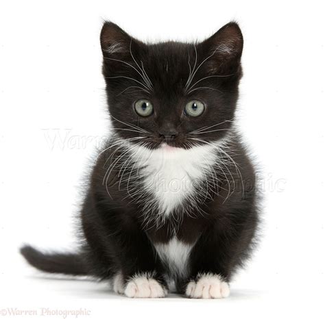 Black And White Kitten Sitting Photo Wp39143