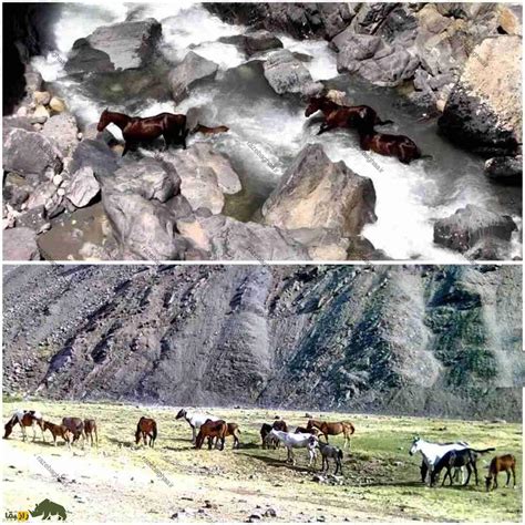 تصاویر اسب وحشی لرستان؛ اسب باستانی معروف به کوهنورد