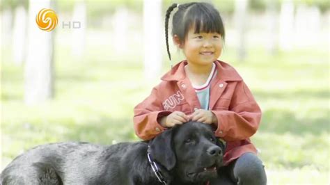 “黑弟”从宠物学校毕业后，主人的家庭和生活发生了哪些改变？凤凰网视频凤凰网