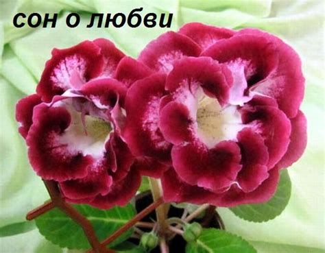 Глоксиния махровая посадка семенами - Ограждения. Безопасность ...