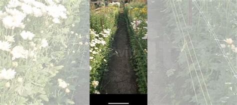 Хризантема укорененная рассада купить в Нововеличковской Товары для дома и дачи Авито