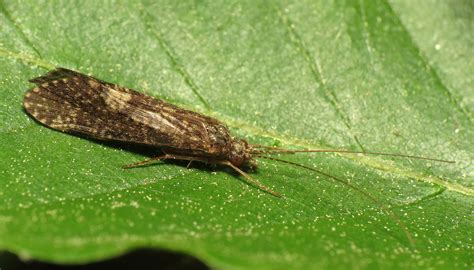 Caddisflies Guide Expert Insights From Mint Pest Control