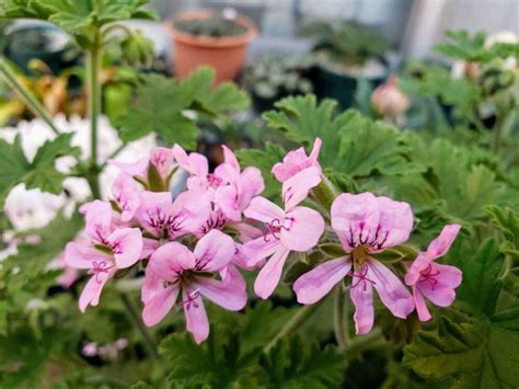 ローズゼラニウム センテッドゼラニウム の花言葉色別の意味や種類などもご紹介GreenSnapグリーンスナップ