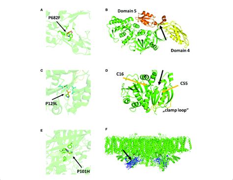 Protein Structural Models Displaying The Consequences Of The