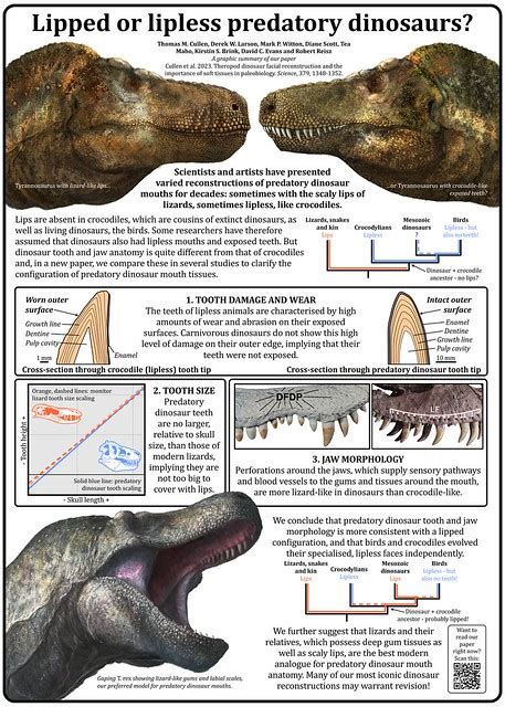 Auburn Professors Research Indicates Tyrannosaurus Rex Velociraptor Dinosaurs Had Lips
