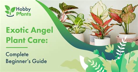 Purple Passion Plant Care Complete Beginners Guide