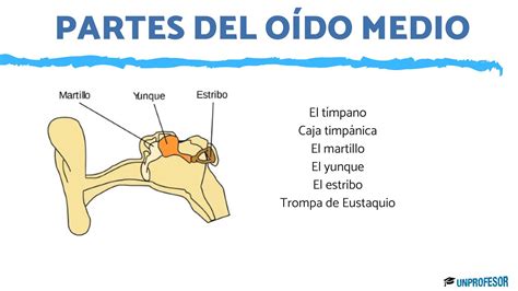 Partes Del Oido Medio