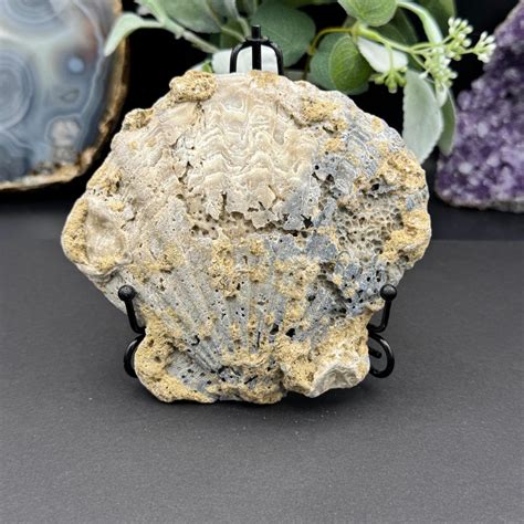 Ancient Fossil Scallop Shell Gorgeous Blue Color Large Etsy