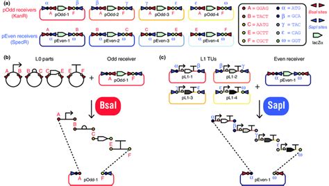 Loop Assembly Schema A Loop Receiver Plasmids Each Of The Four Podd