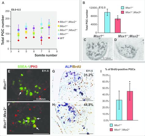 reduced number of pgcs in msx1 À À msx2 À À mutant embryos a