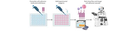 High Throughput Physiological Assays Of Leukocyte Adhesion And Rolling Omixys Technologies
