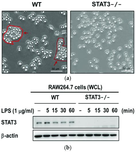 Confirmation Of Stat3 Knockout In Stat3ko Macrophages A Cell