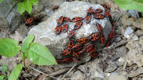 빨간색 곤충 딱정벌레 Pixabay의 무료 사진 Pixabay