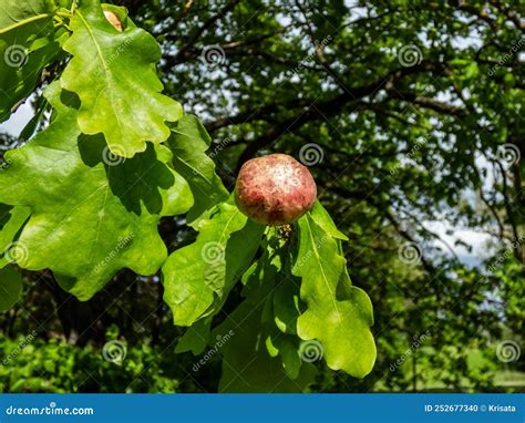 Plant Tissues Under The Microscope In The Laboratory Royalty Free