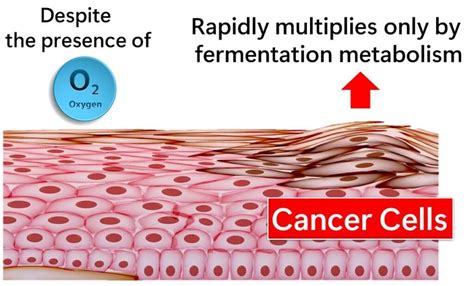 overflow metabolism and the unique adaptations of lactic acid bacteria