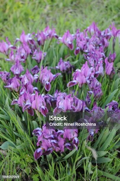 작은 야생 꽃의 필드는 보라색 창포의 일종 봄 피는 꽃 플 뢰 르 드 리스와 무성 한 꽃잎 꽃잎의 밝은 파란색 그늘과 보라색 창포 원 예 배경 0명에 대한 스톡 사진 및