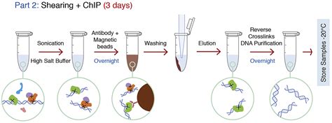 Cell Press Star Protocols Cell Press Star Protocols