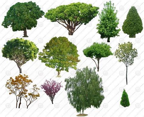 Plan View Trees Photoshop Texture Trees To Plant Plants Tree Photoshop