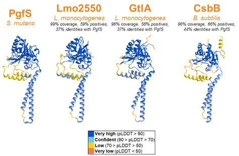 Figure S6 Alphafold2 Structure Predictions For Pgfs From S Mutans And