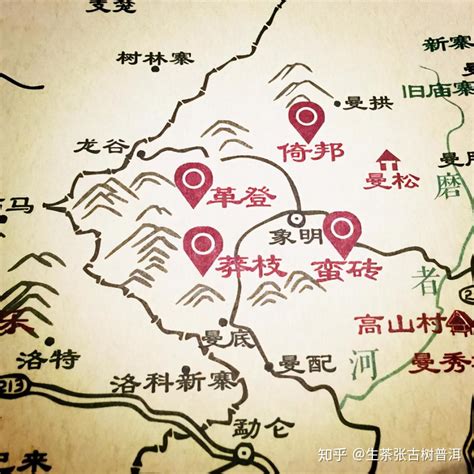莽枝古茶树生长环境怎么样古树普洱茶口感如何 知乎
