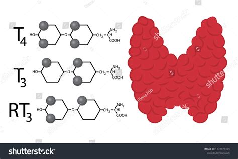 Scheme Thyroid Function Structural Chemical Formulas Stock Vector